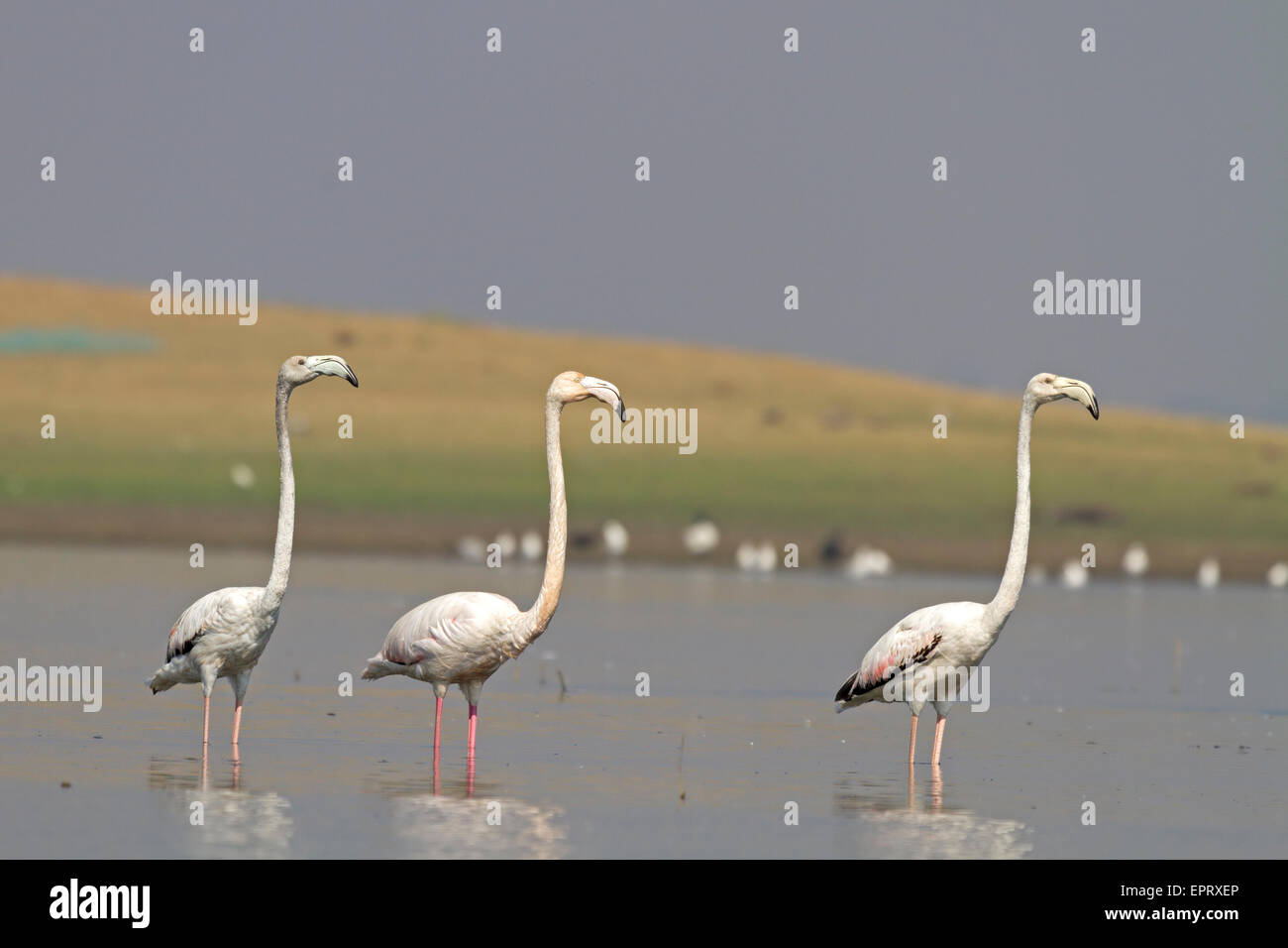 Birds of maharashtra hi-res stock photography and images - Alamy