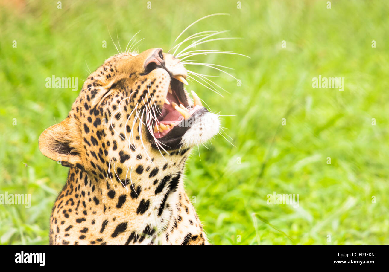 Razor teeth hi-res stock photography and images - Alamy