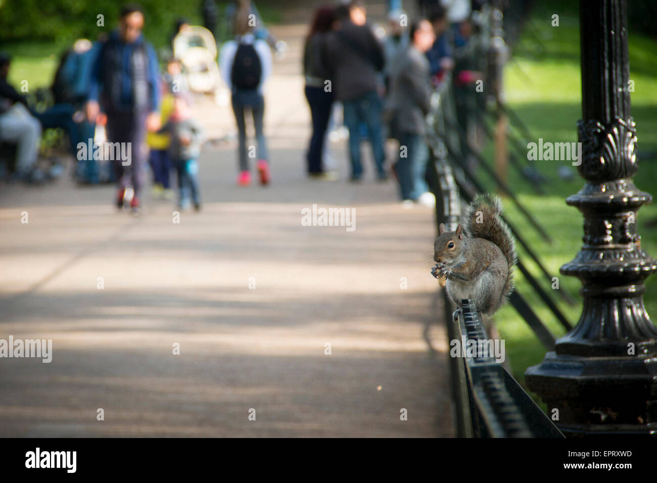 London uk hyde park squirrel hi-res stock photography and images - Alamy