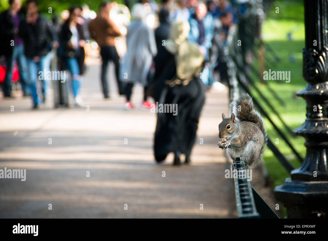 Squirrel in Hyde Park in London, UK Stock Photo - Alamy