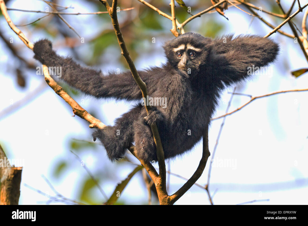 Endangered Western Hoolock Gibbons (Male) or Hoolock hoolock at Gibbon ...