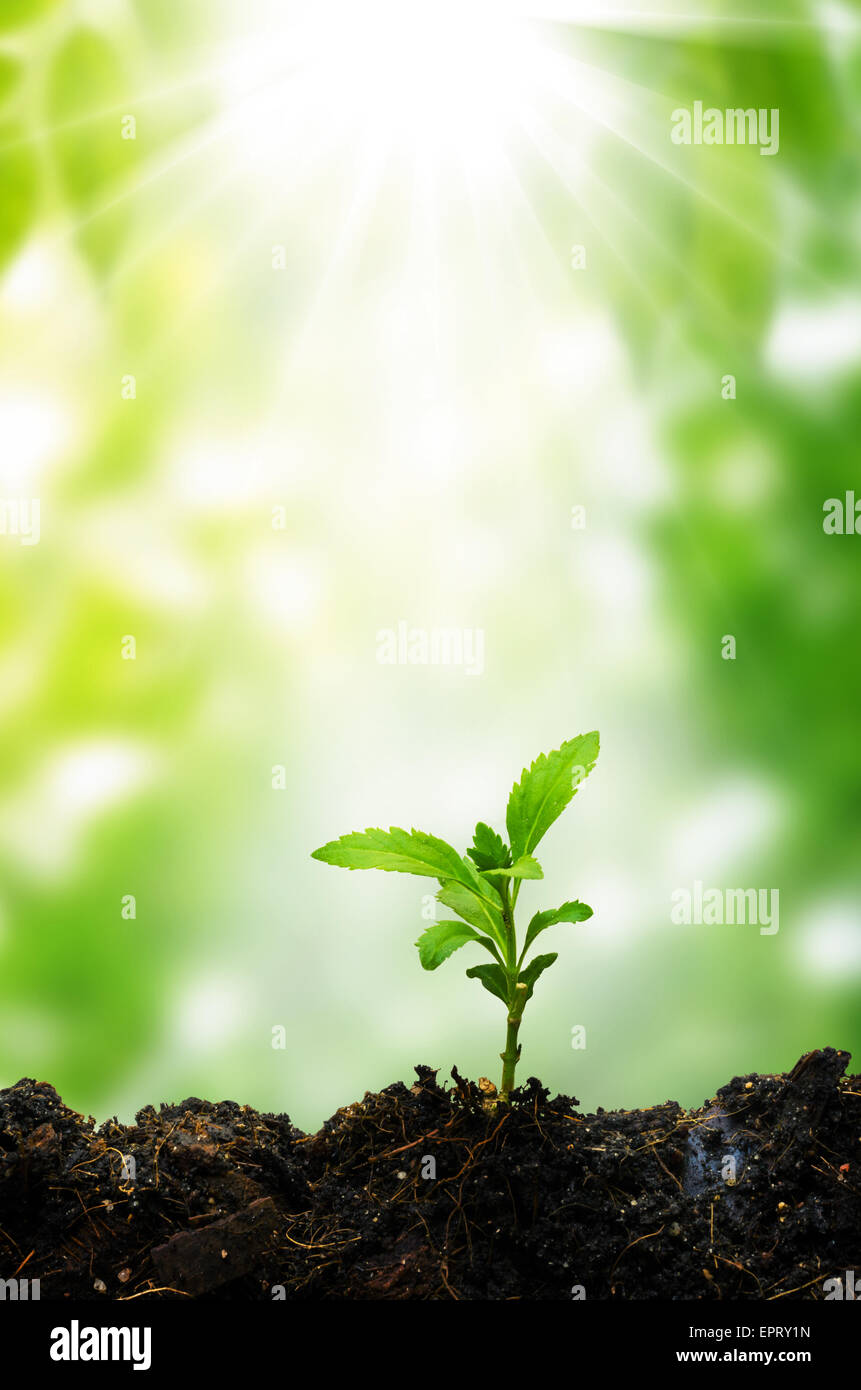 Very small tree hi-res stock photography and images - Alamy