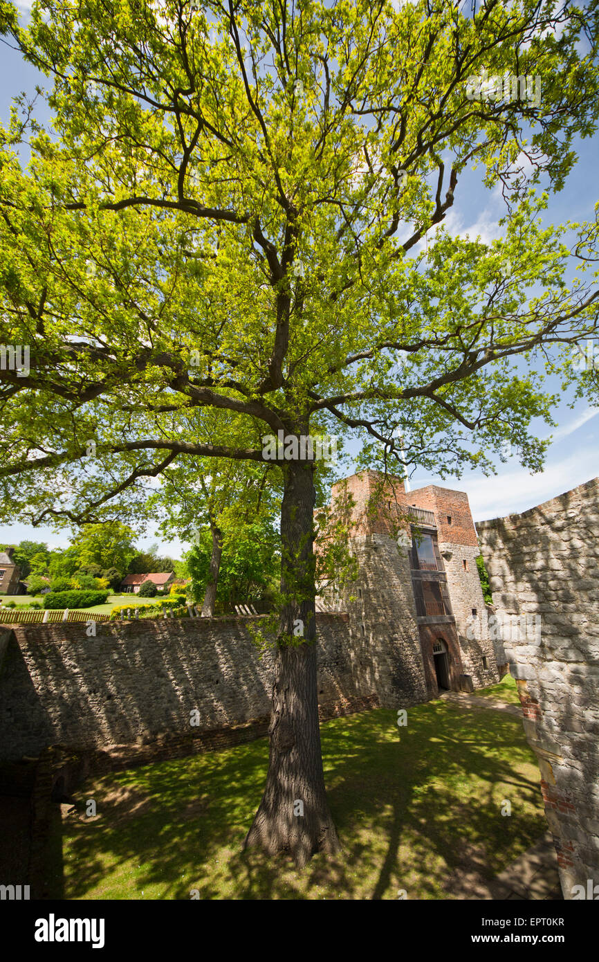 Turkish Oak tree Stock Photo - Alamy