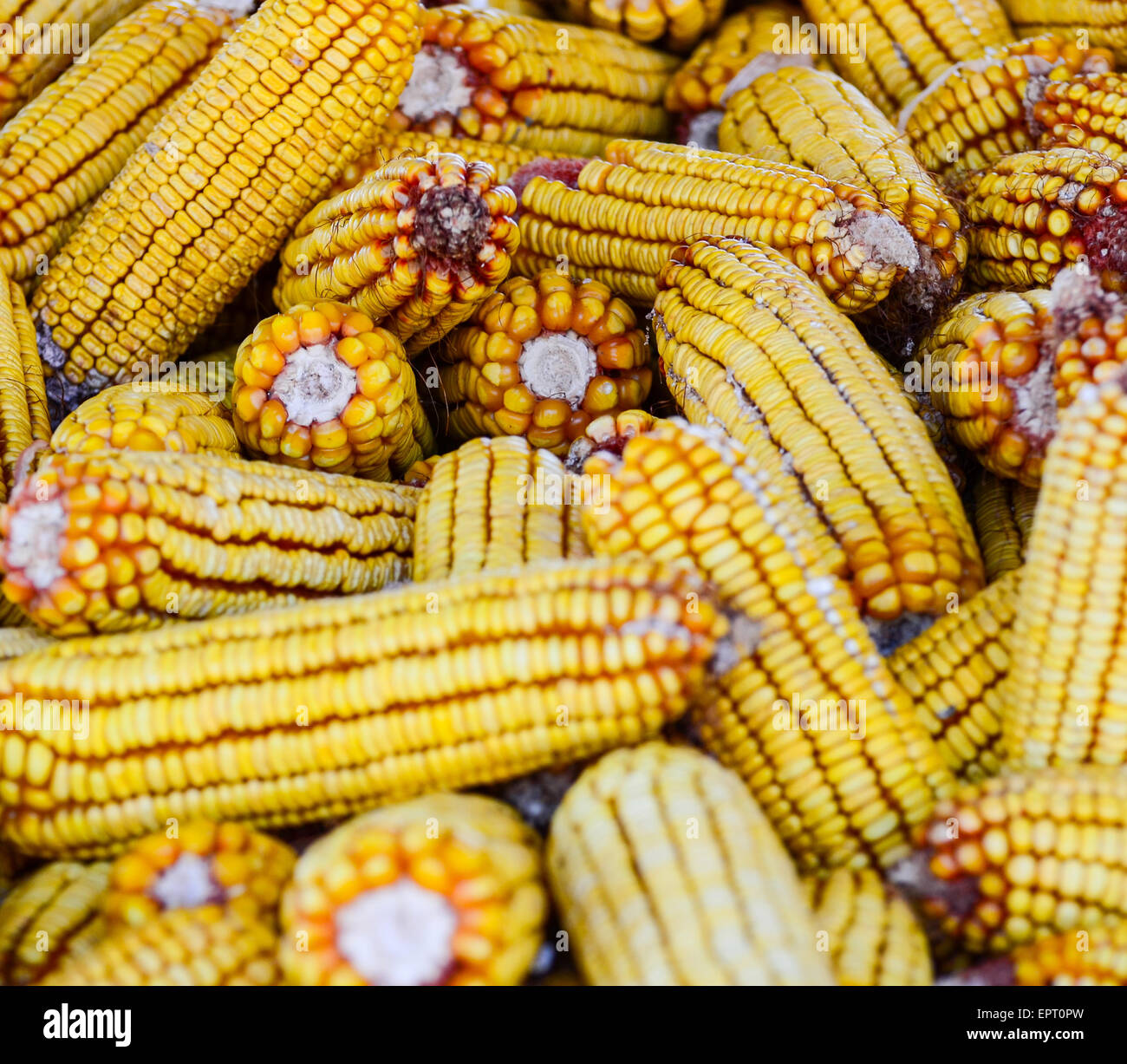 Corn stored for winter background Stock Photo - Alamy