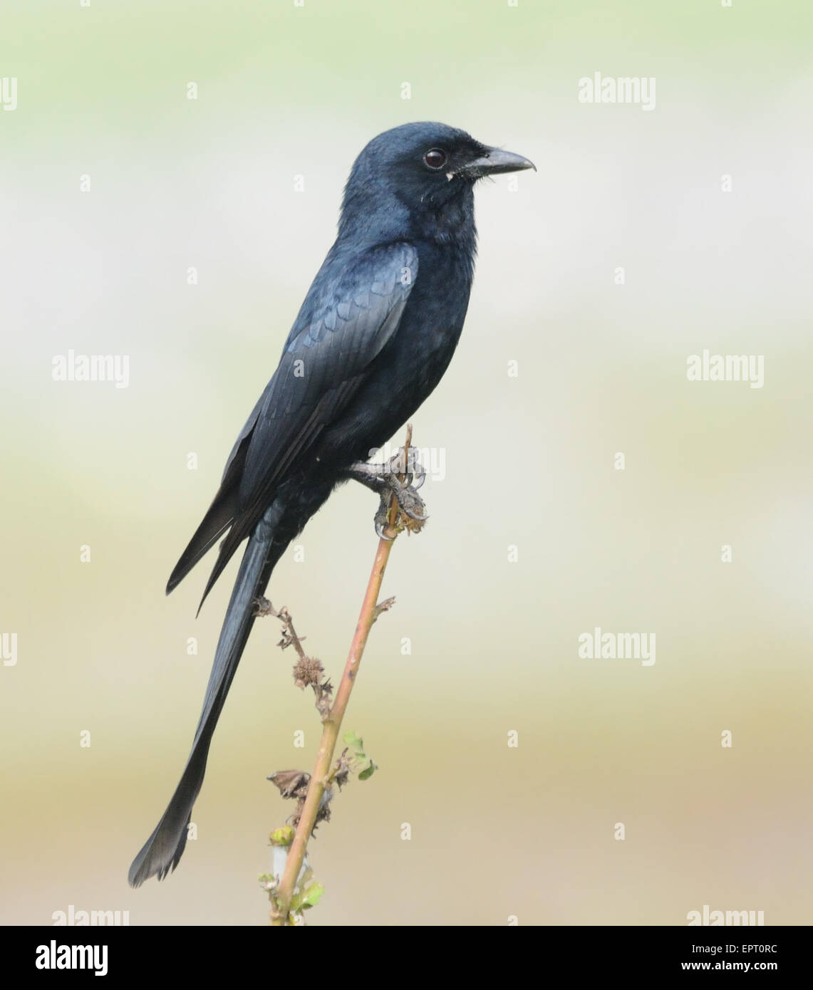 Black drongo dicrurus macrocercus hi-res stock photography and images ...