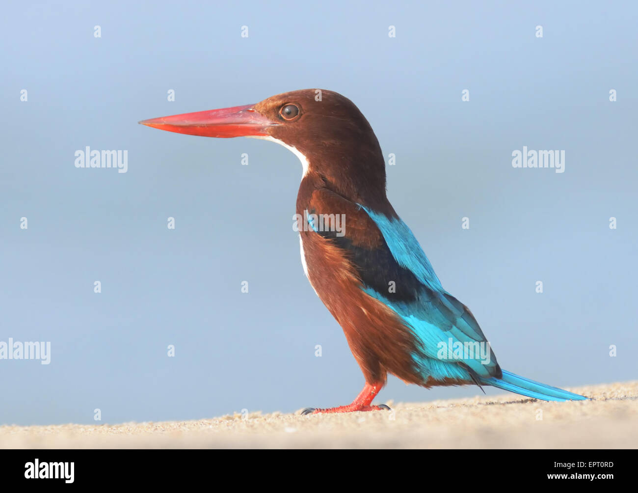 White-breasted Kingfisher on Goa beach in India Stock Photo - Alamy