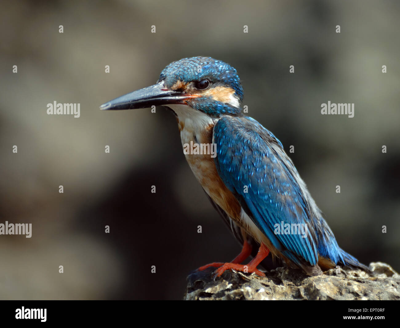Common Kingfisher High Resolution Stock Photography and Images - Alamy
