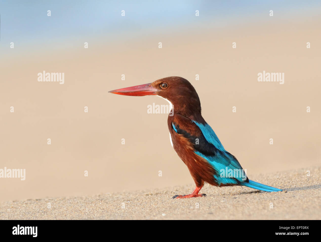 White-breasted Kingfisher on Goa beach in India Stock Photo - Alamy