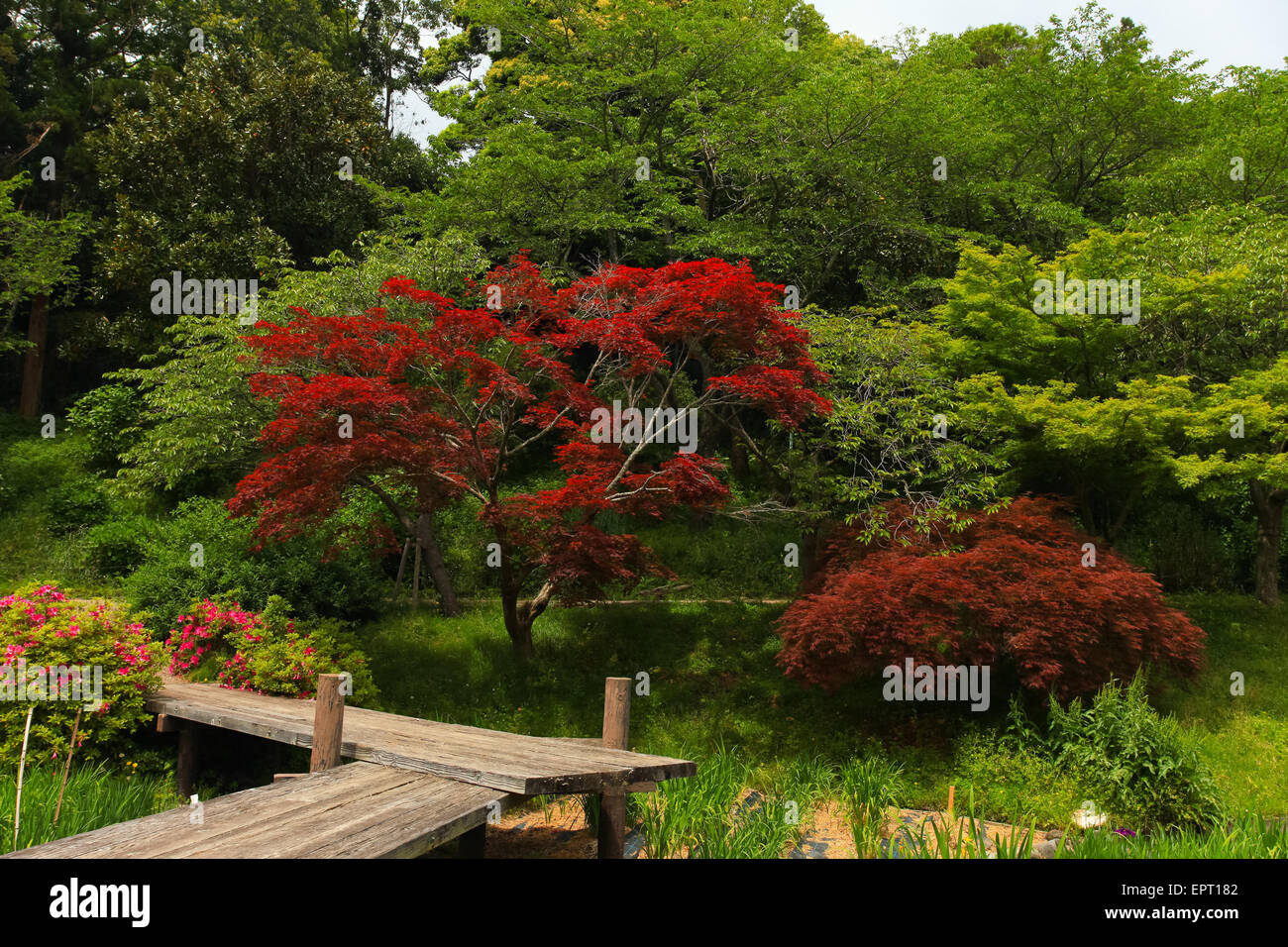 Japanese cherry tree fall hi-res stock photography and images - Alamy