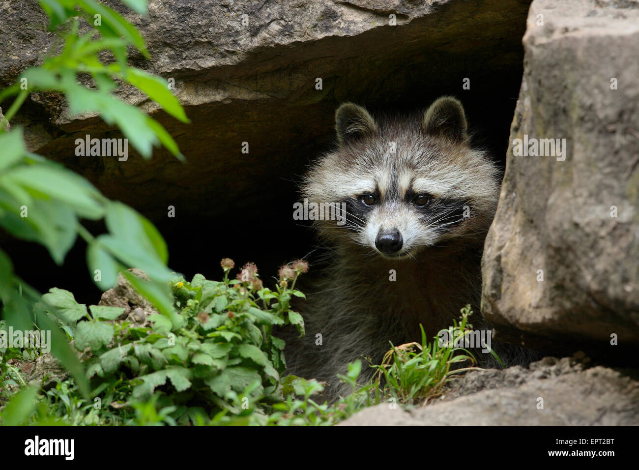 Raccoon den hi-res stock photography and images - Alamy