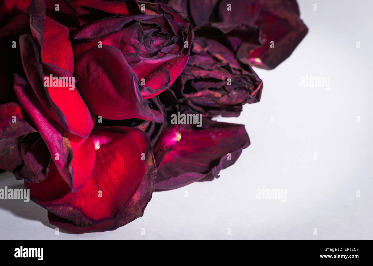 Dying red rose petals on a white background with copyspace Stock Photo ...