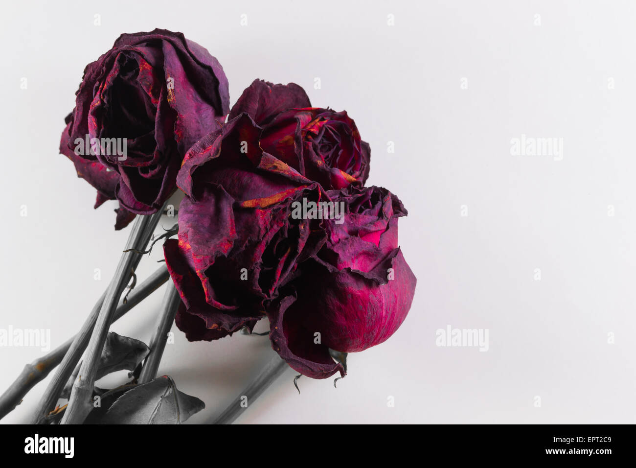 Bunch of dying red roses using desaturation technique on a white ...