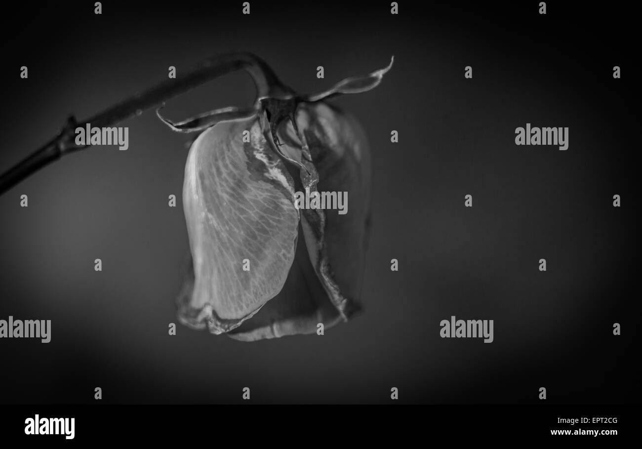 Dying rose side shot in black and white Stock Photo - Alamy