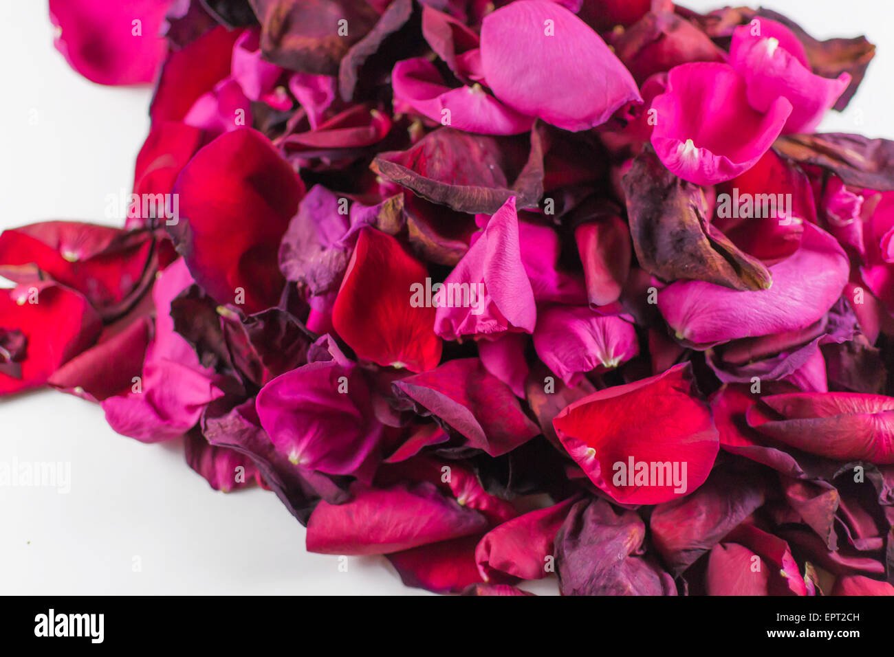Old and dying rose petals with defocus areas on white background Stock ...