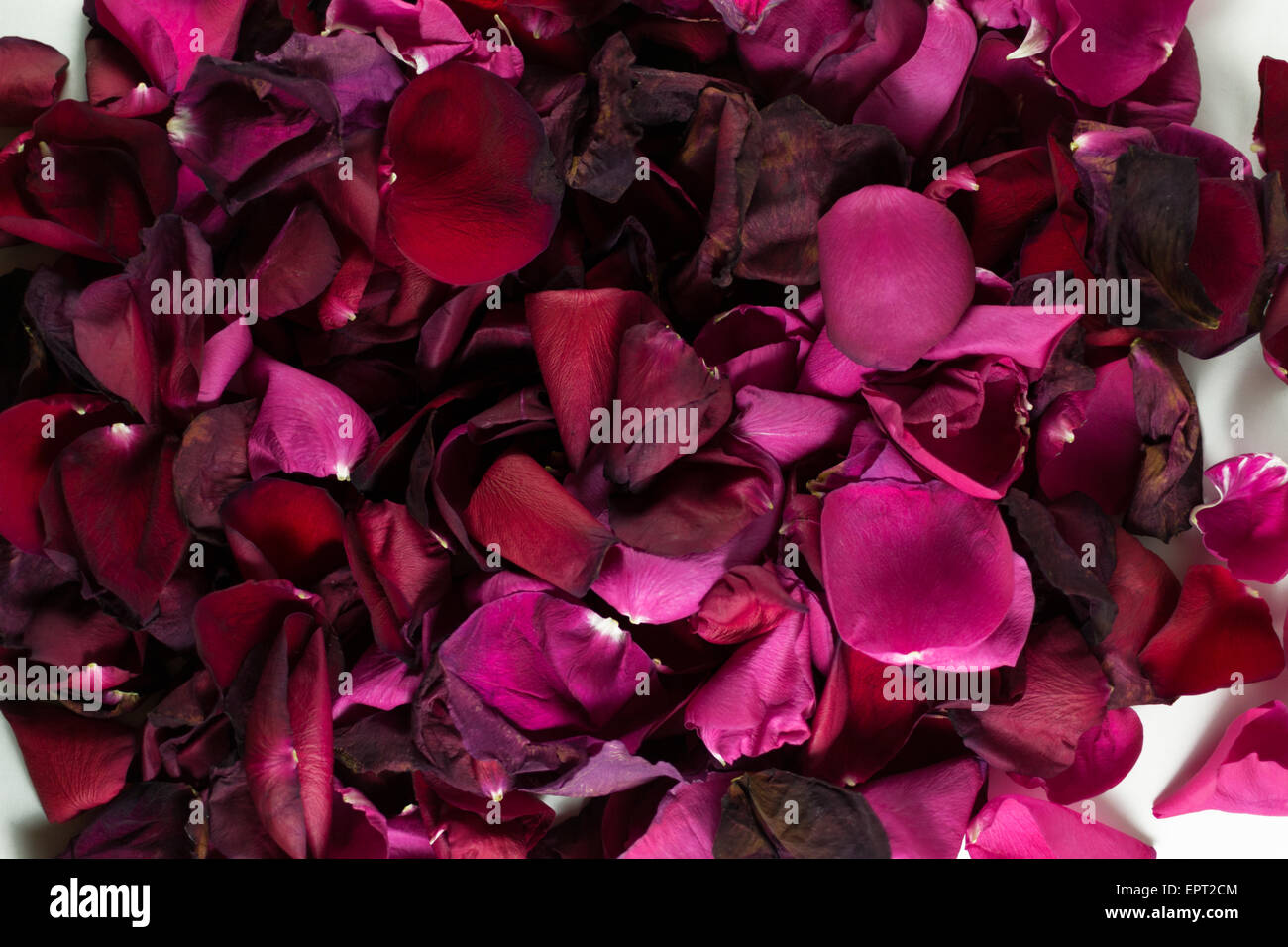 Old and dying rose petals with defocus areas on white background Stock ...