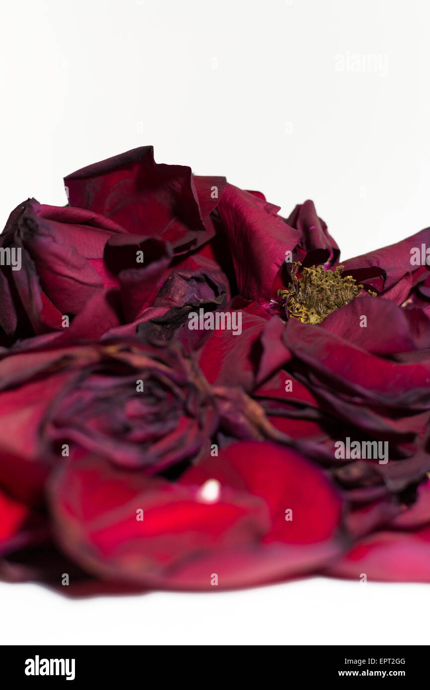 Old and dying rose petals with defocus areas on white background Stock ...