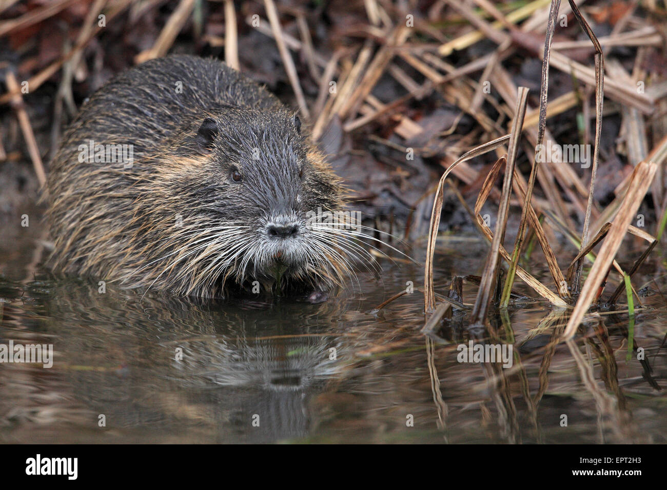 Coypu (Myocastor coypus) in Water, Germany Stock Photo - Alamy