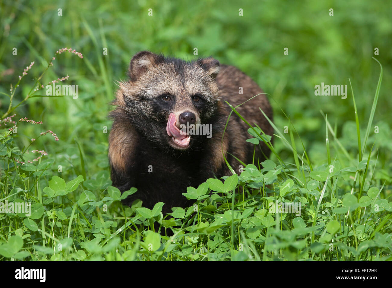 Picture raccoon dog hi-res stock photography and images - Alamy