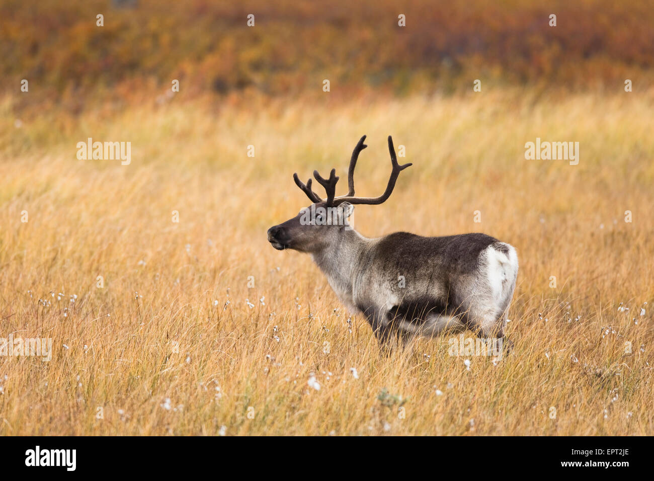 Reindeer side profile hi-res stock photography and images - Alamy