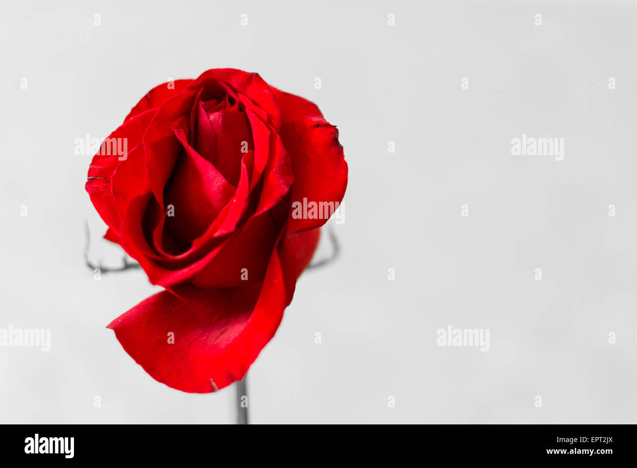 Single red rose with desaturated style on white background Stock Photo ...