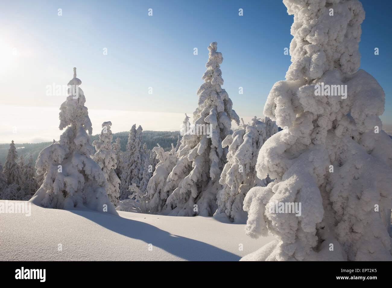 Snow Covered Spruce Trees, Grosser Arber, Bavarian Forest, Bavaria ...