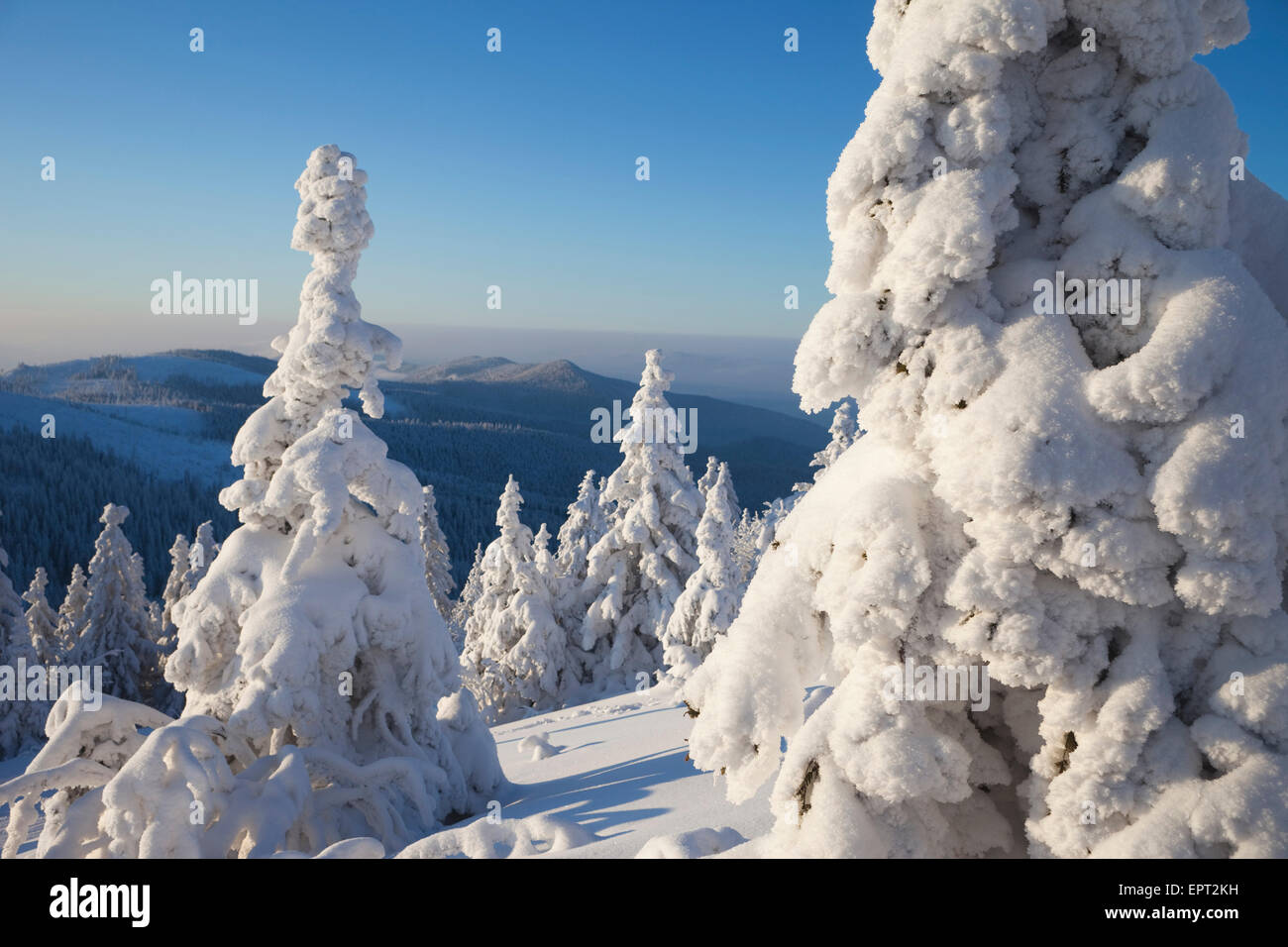 Snow Covered Spruce Trees, Grosser Arber, Bavarian Forest, Bavaria ...