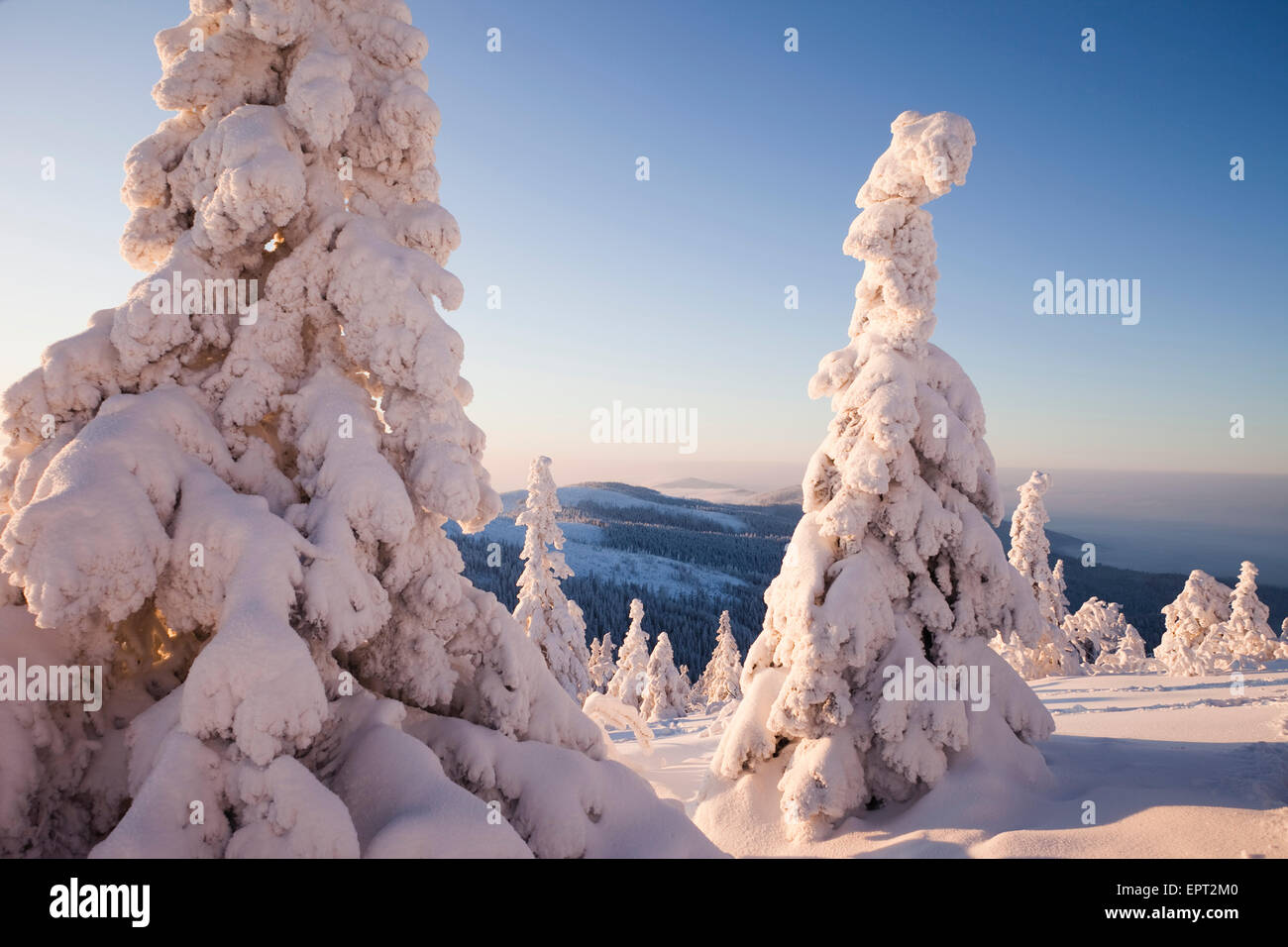 Snow Covered Spruce Trees, Grosser Arber, Bavarian Forest, Bavaria ...