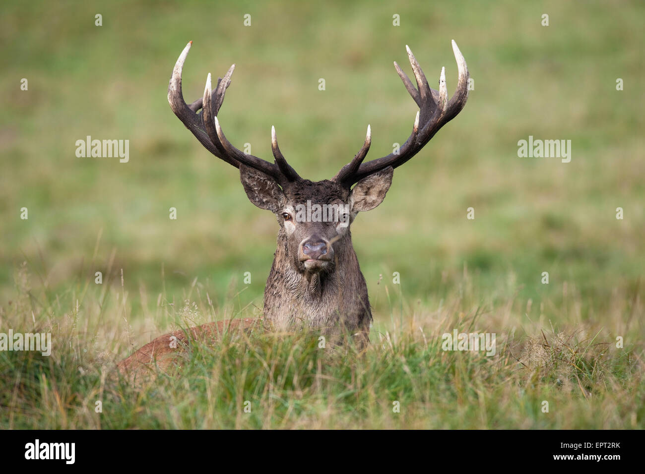 Danish red deer hi-res stock photography and images - Alamy