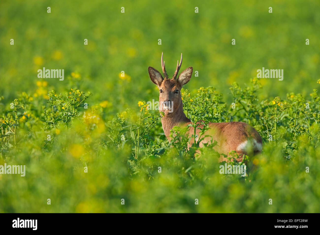 European Roe Deer (Capreolus capreolus) in Canola Field, Germany Stock ...