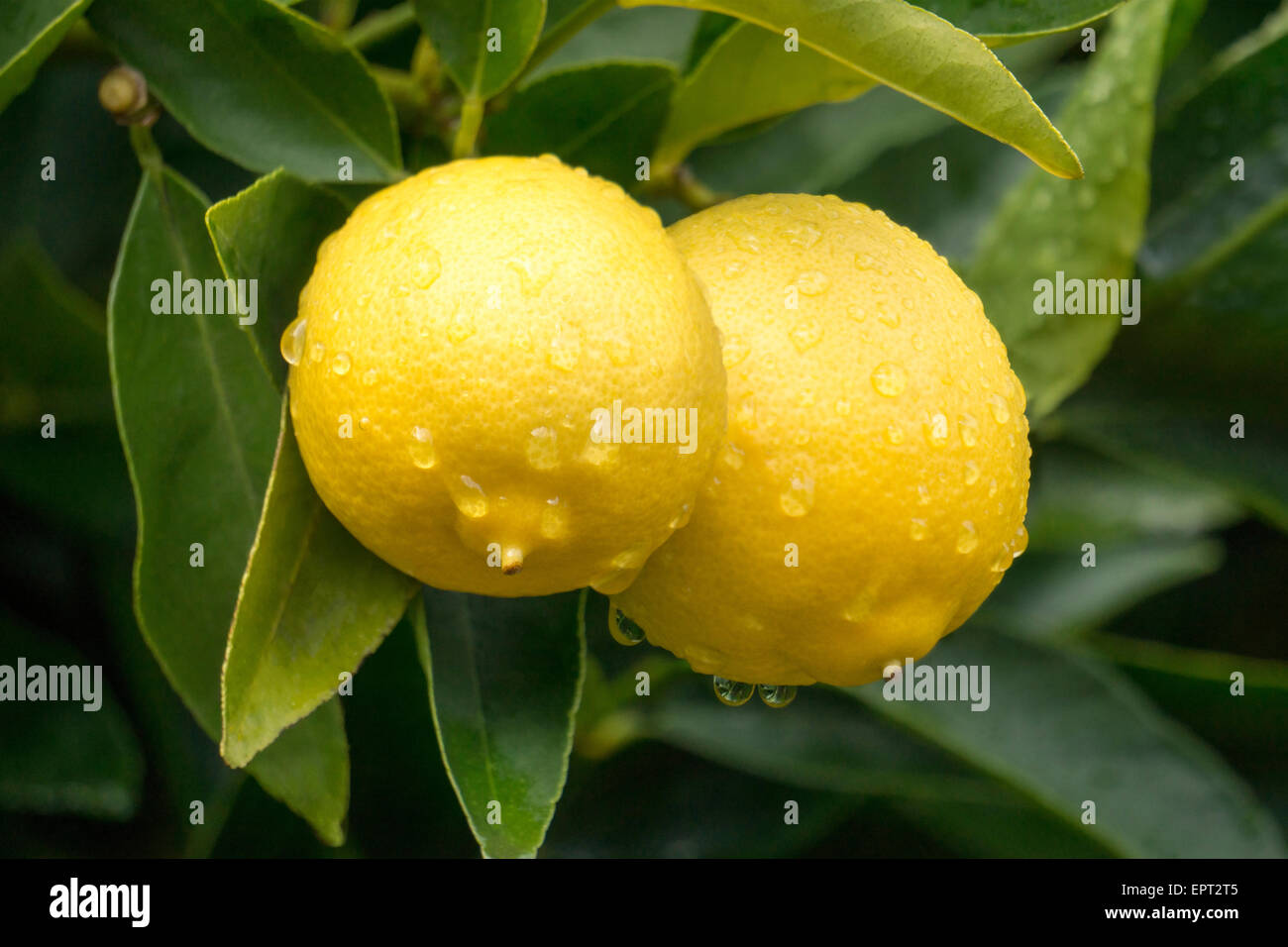 Water drop after raining day hi-res stock photography and images - Alamy
