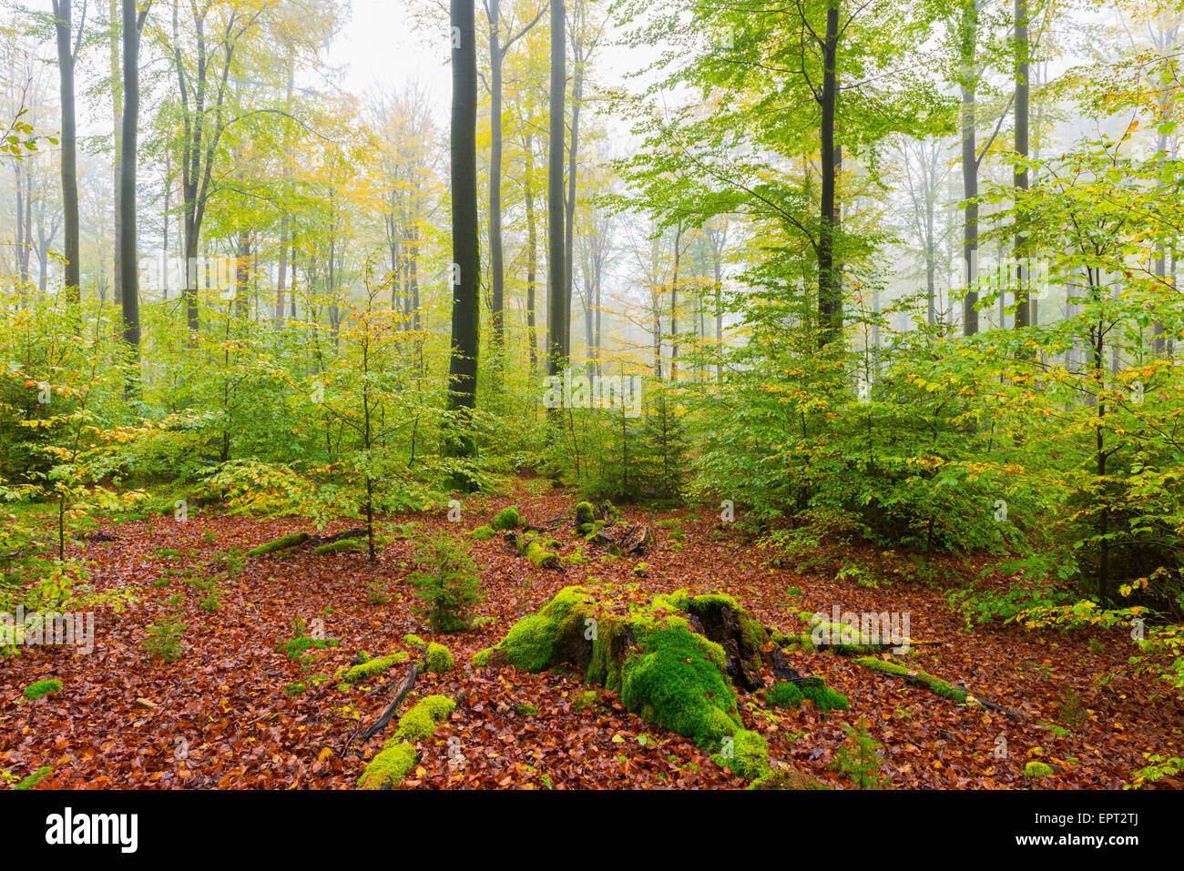 Beech Forest in Autumn, Nature Park, Spessart, Bavaria, Germany Stock ...