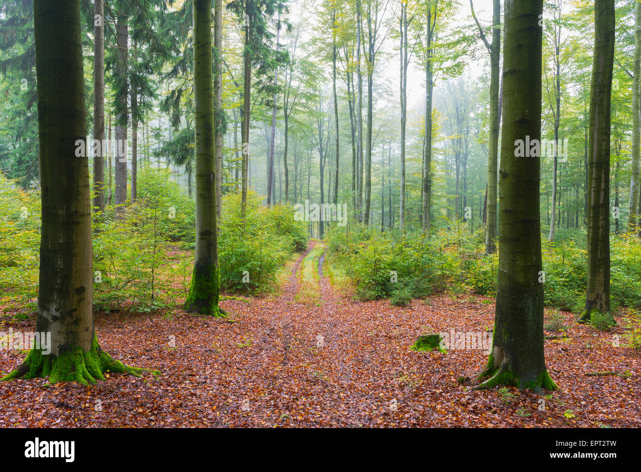 Beech Forest in Autumn, Nature Park, Spessart, Bavaria, Germany Stock ...