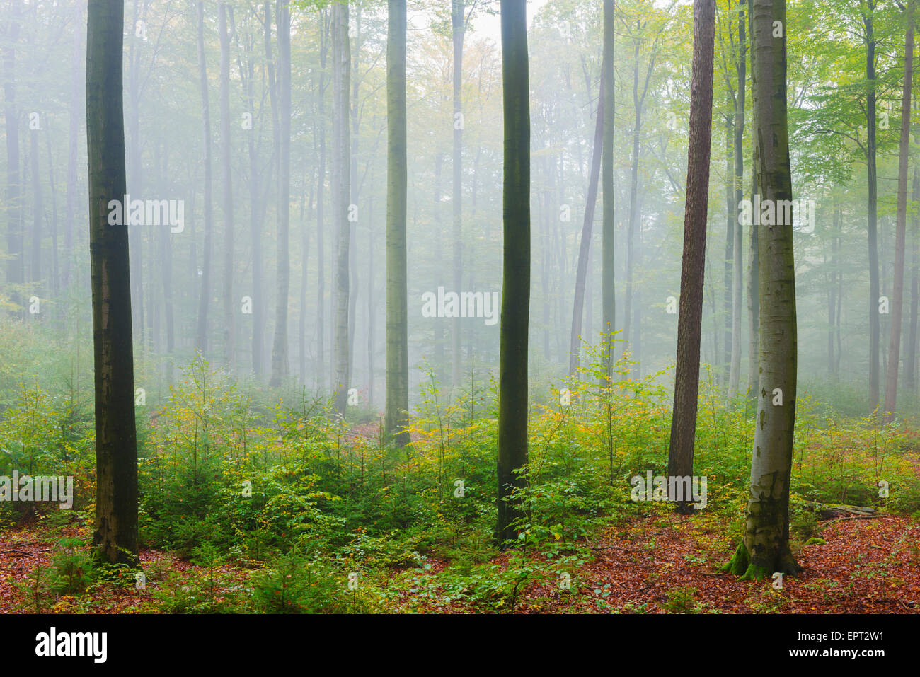 European Beech Forest (Fagus sylvatica) in Morning Mist, Spessart ...