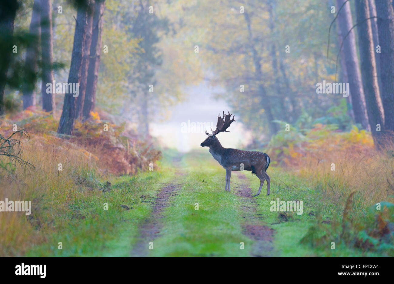 Track fallow deer dama dama hi-res stock photography and images - Alamy