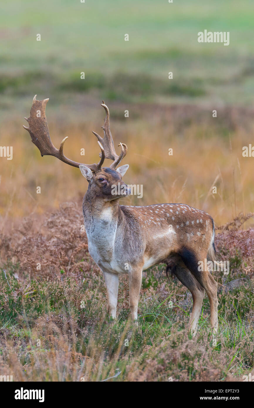 Male Fallow Deer (Cervus dama) in Autumn, Hesse, Germany Stock Photo ...