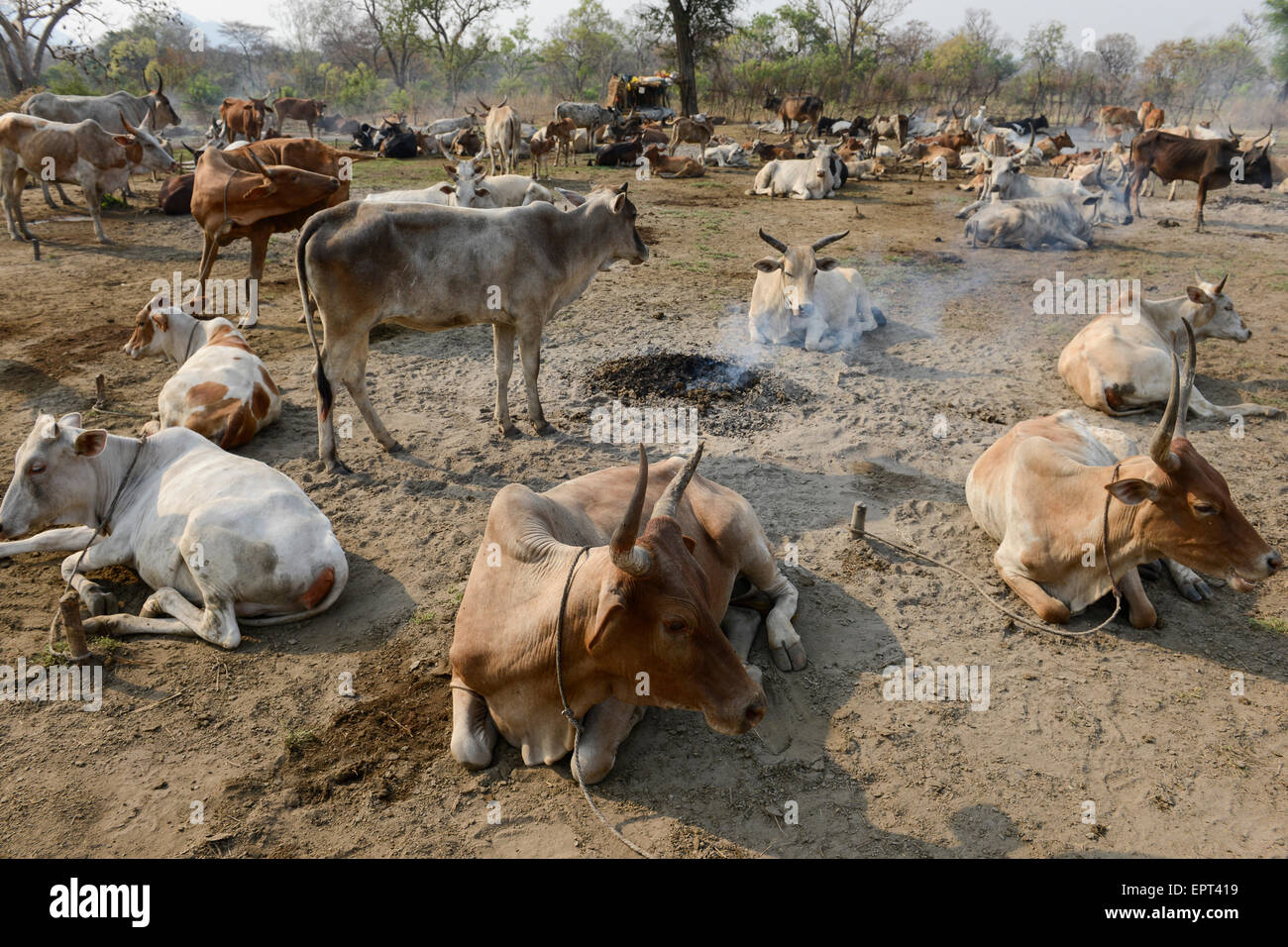 ETHIOPIA Gambela, cattle camp with cows / AETHIOPIEN Gambela ...