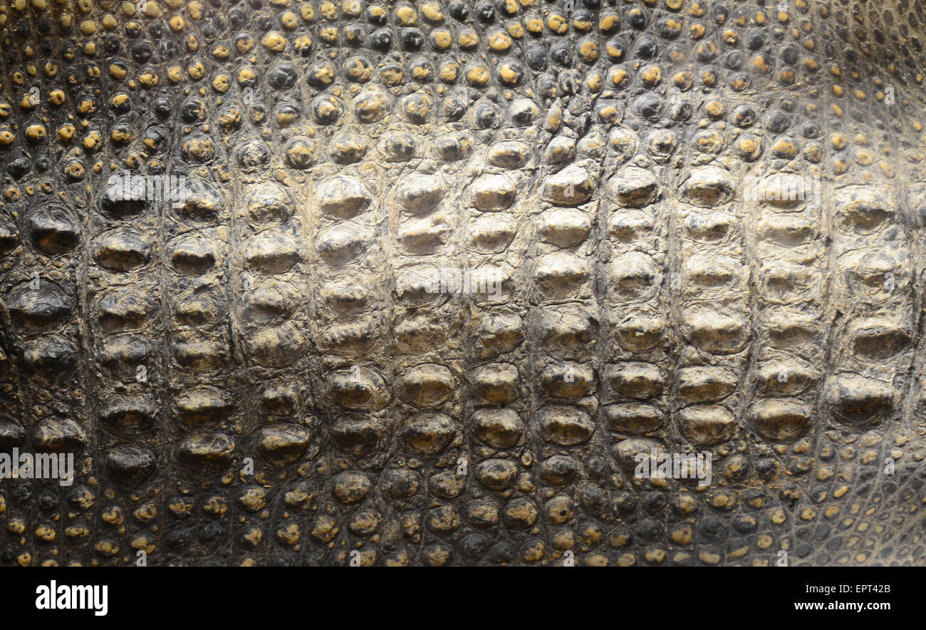 Crocodile skin texture hi-res stock photography and images - Alamy