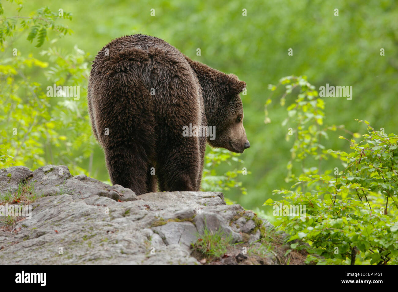 European Brown Bear (Ursus arctos arctos), Bavarian Forest National ...