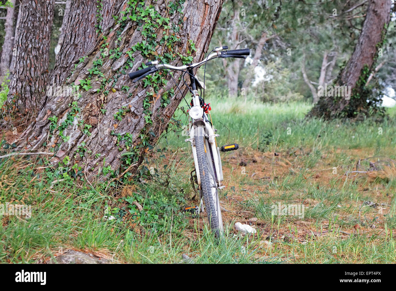wooden landscape and standing bicycle next to tree Stock Photo - Alamy