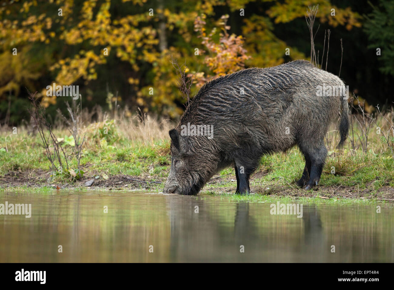 Central european boar hi-res stock photography and images - Alamy