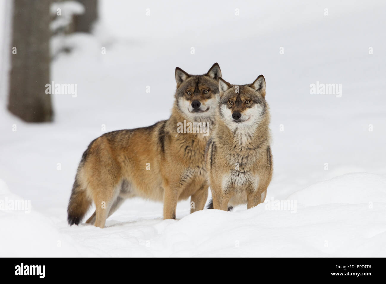Two Wolves (Canis lupus) in winter, Bavarian Forest National Park ...
