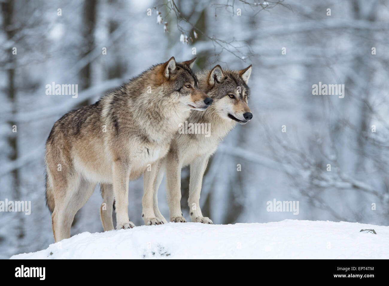 Two wolves (Canis lupus) in winter Stock Photo - Alamy