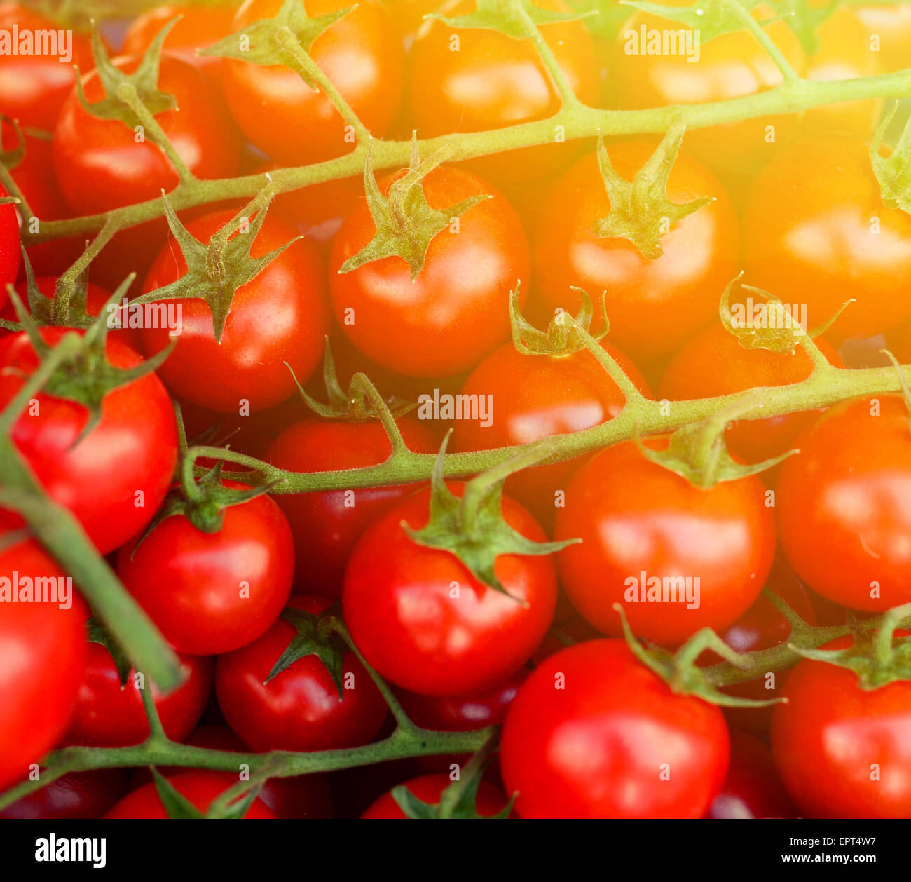 Cherry tomatoes close-up Stock Photo - Alamy