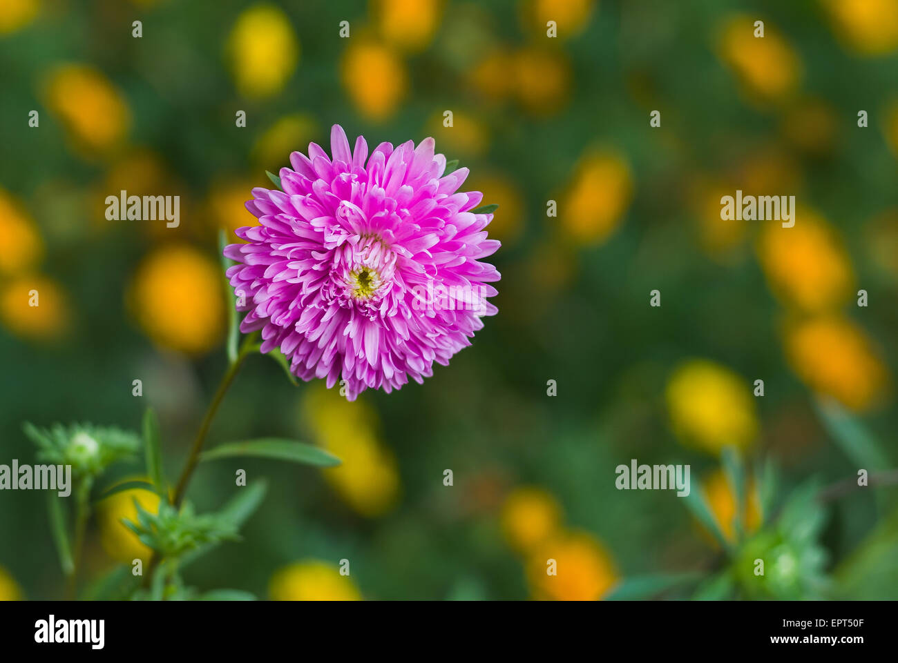 Beautiful Aster flower in a summer garden against motley background ...