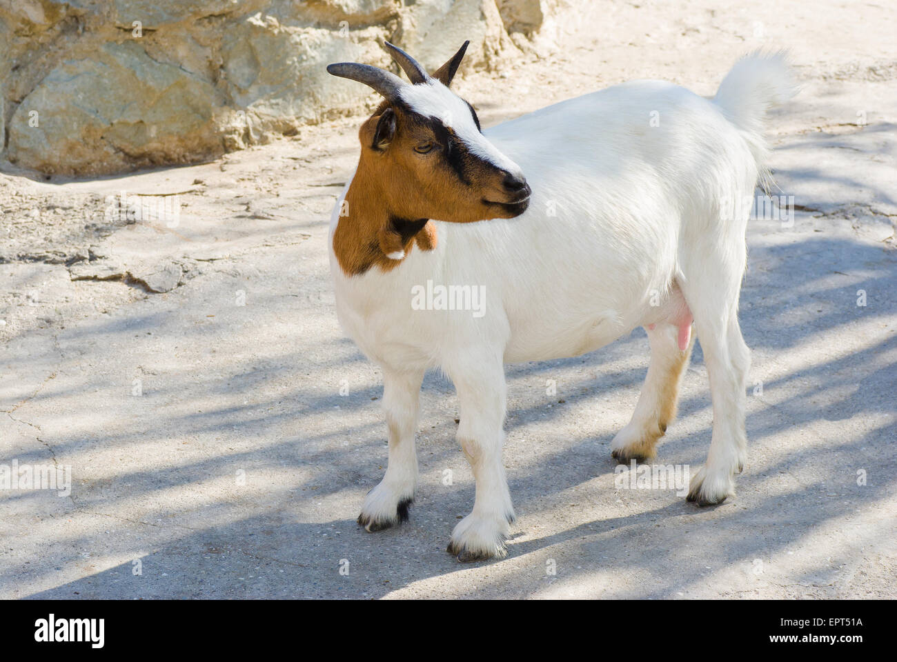 Female dwarf hi-res stock photography and images - Alamy