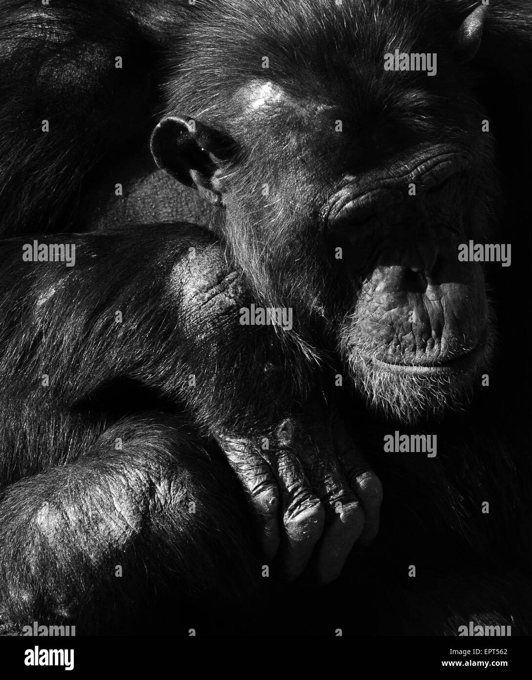 Bald chimpanzee hi-res stock photography and images - Alamy