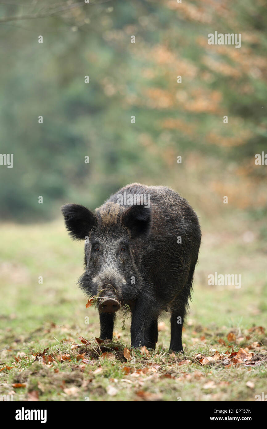 Portrait wild boar sus hi-res stock photography and images - Alamy