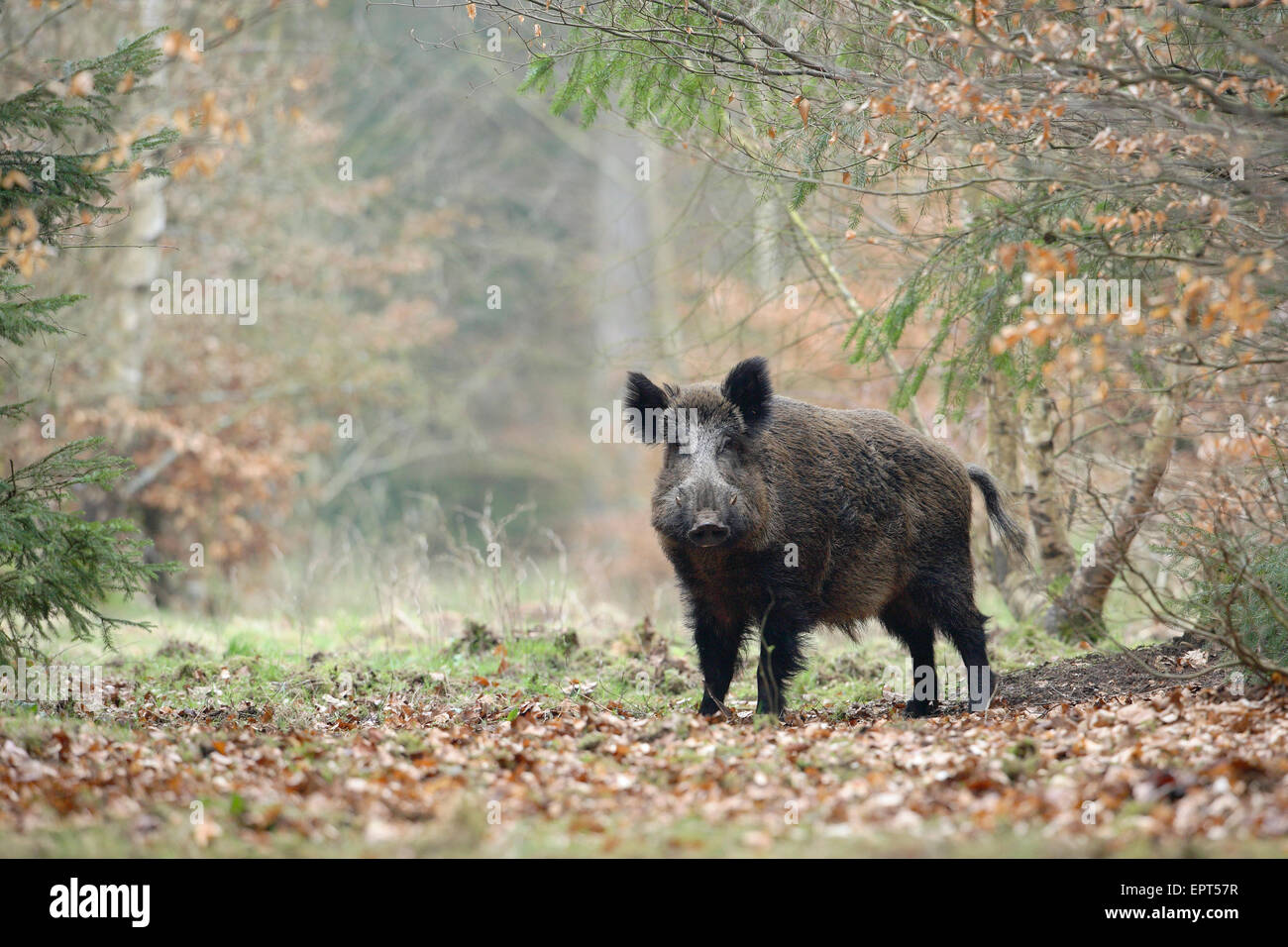 Portrait of Wild Boar (Sus scrofa), Germany Stock Photo - Alamy