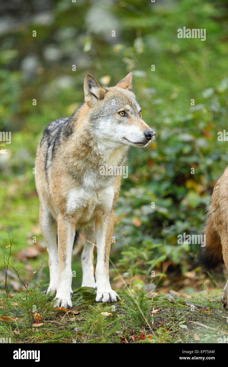 Wolves bavarian forest national park hi-res stock photography and ...