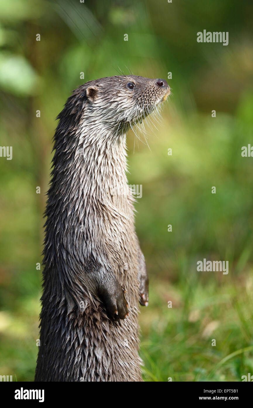 Close-up of European Otter (Lutra lutra) on Meadow in Autumn, Bavarian ...
